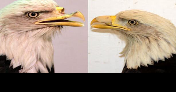 Dentist builds new beak for bald eagle