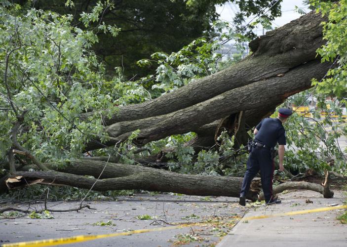 Toronto 'Maple Leaf Forever' tree lives on through offspring