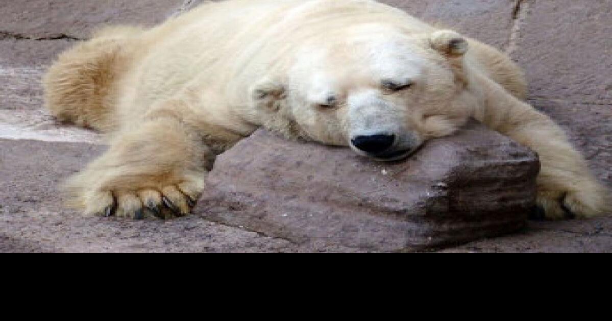 Thousands sign online petition to move ‘world’s saddest animal’ to Winnipeg