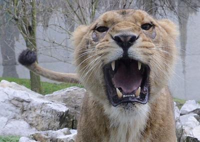 lion's roar articles