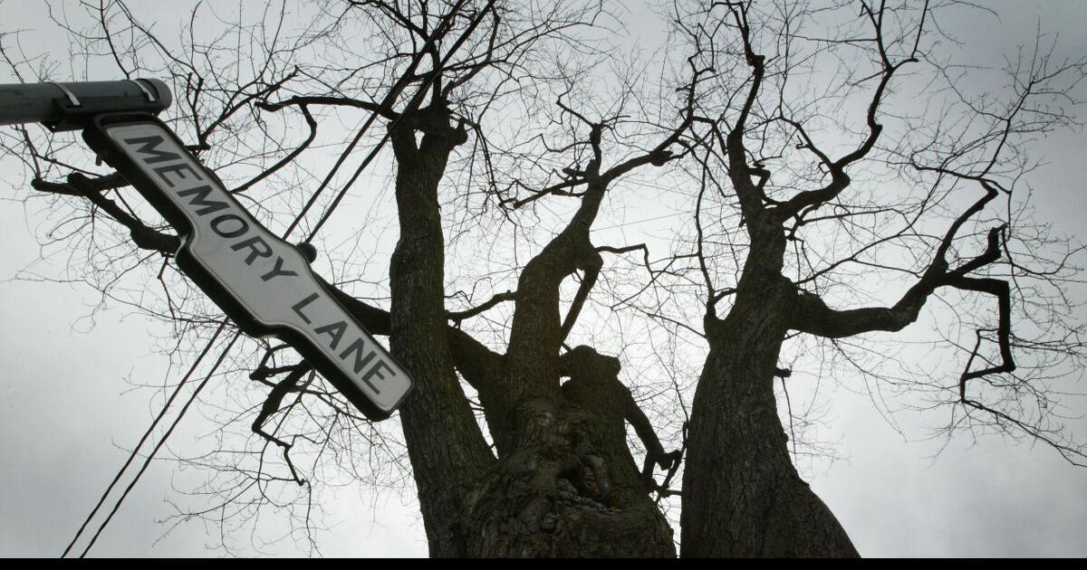 Toronto ‘Maple Leaf Forever’ tree may be remembered through art