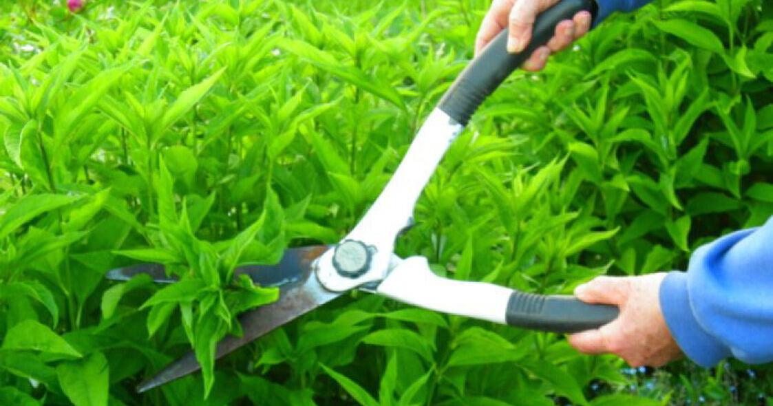 Chelsea chop will help perennials grow and look better: The Real Dirt