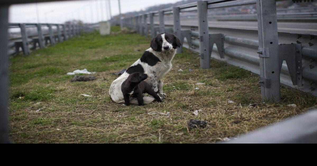Sochi 2014: Stray dog cull sparks controversy
