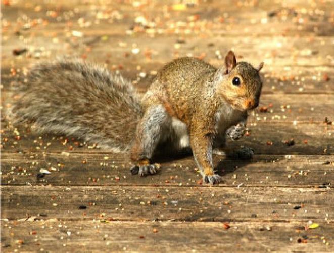 squirrel with neurological problems