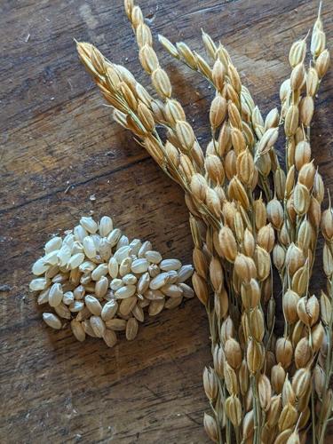 Want to grow your own rice? A step-by-step guide for adventurous gardeners