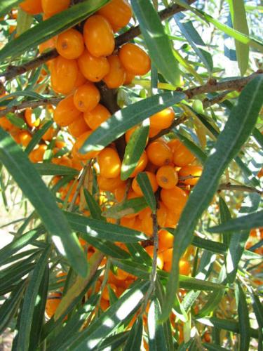 Day: Sea buckthorn fruit is the newest taste treat