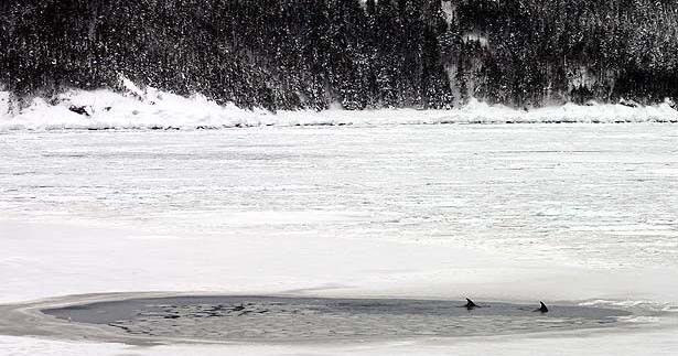 Mayor makes plea to save dolphins trapped by ice