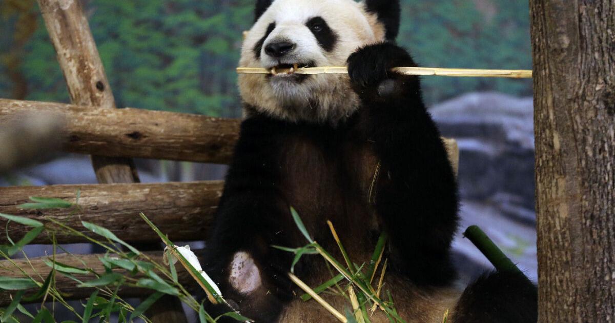 Pricey pandas can’t turn zoo’s year around