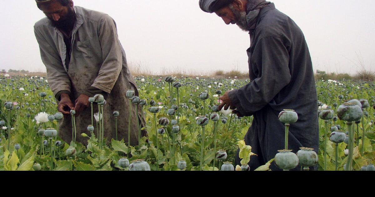 Poppies or pomegranates: Afghan opium cultivation on the rise