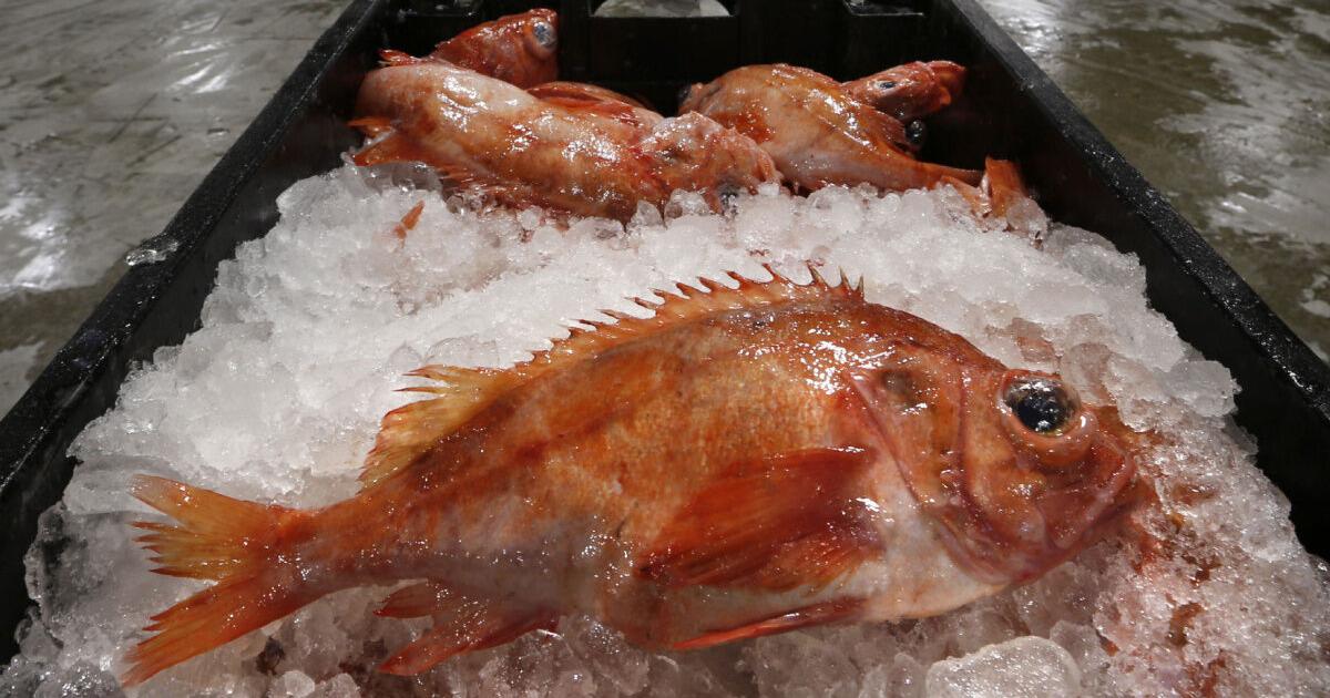 Forget fish sticks, pass the latest New England seafood. Sharck Bites