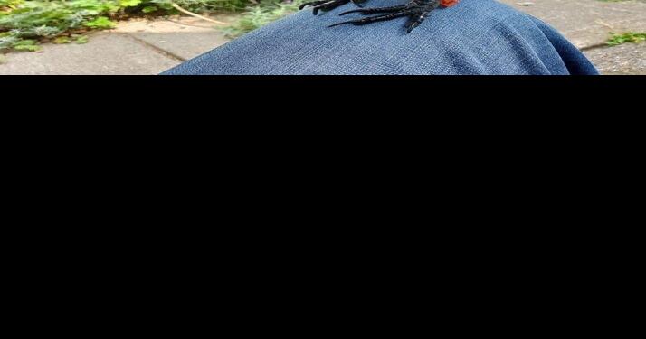 Canuck the Crow earns another feather in his cap with new federal ...