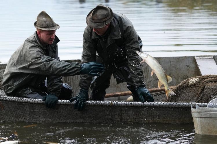 Photos show Czech fisherman hauling in Christmas carp for holiday tables