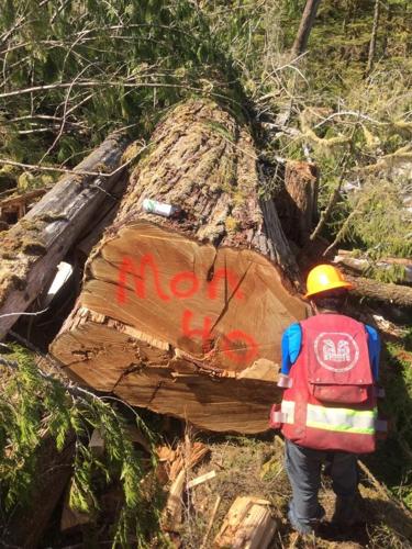 B.C. government investigating felling of centuries-old trees on Haida Gwaii