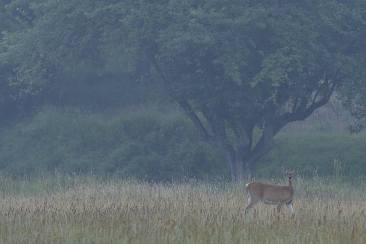 Photos at Canfield Mountain, Idaho, where firefighters came under ...