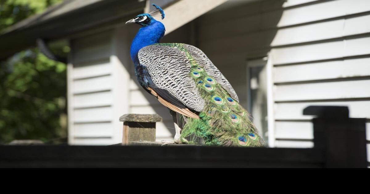 Surrey council approves plan to evict peacocks that ran a-fowl of ...