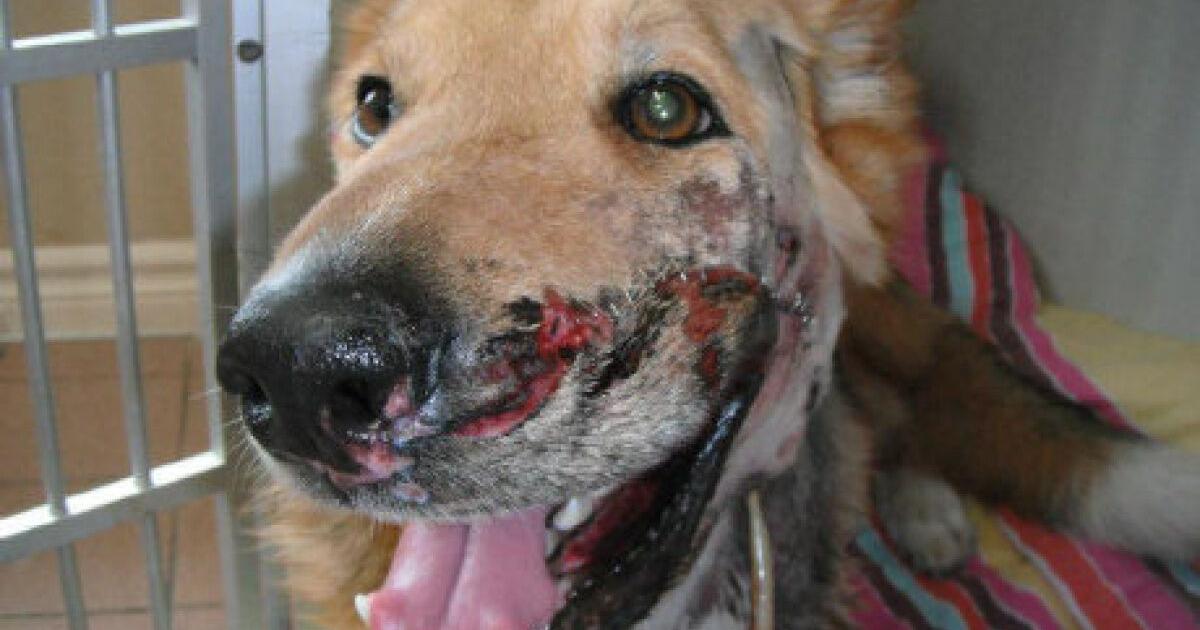 Dog’s shotgun death sparks outrage in Sudbury area