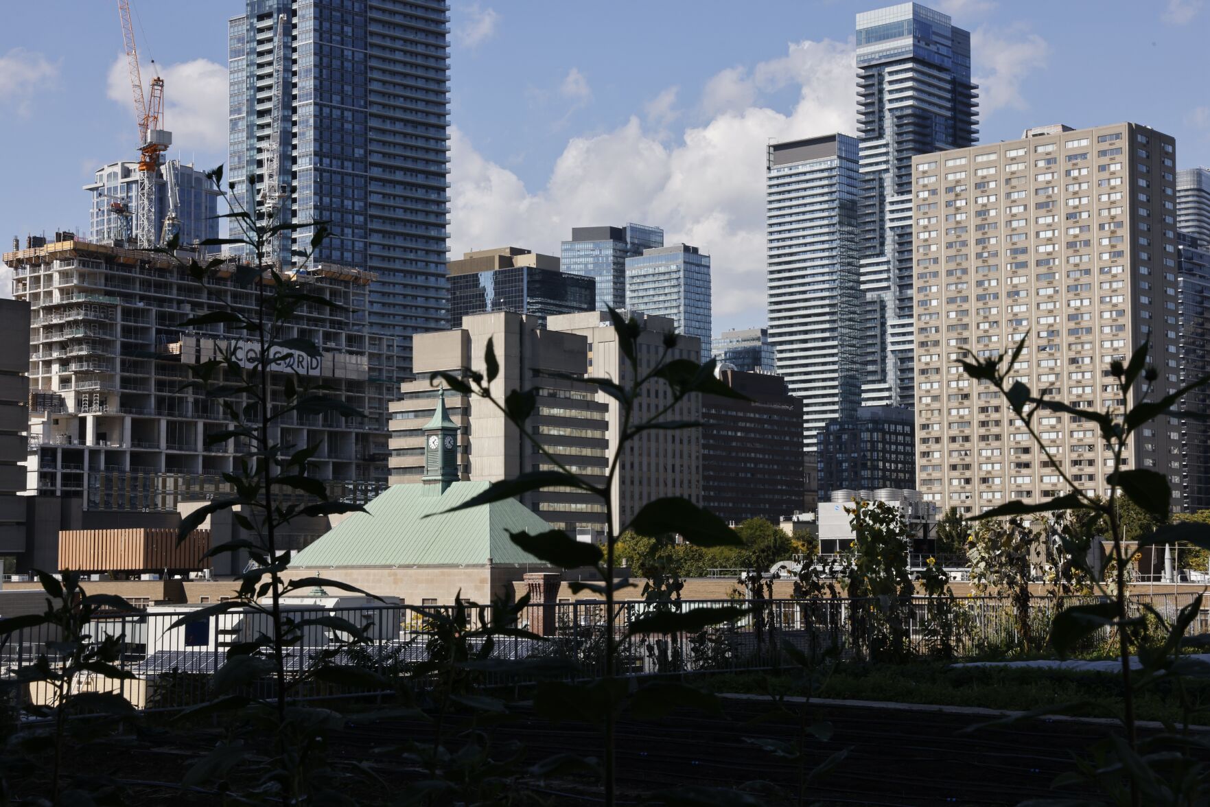 In pictures: The natural dye garden at TMU’s rooftop farm