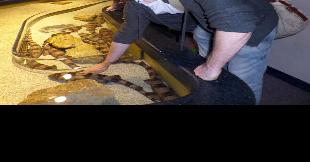 The untold story of accused ‘crossbow killer’ Brett Ryan’s robbery spree