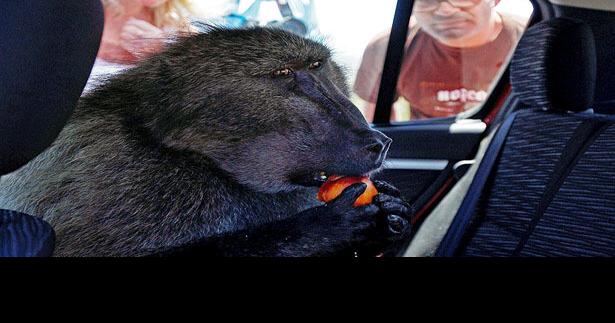 5 Things: Baboons, bears and other creatures