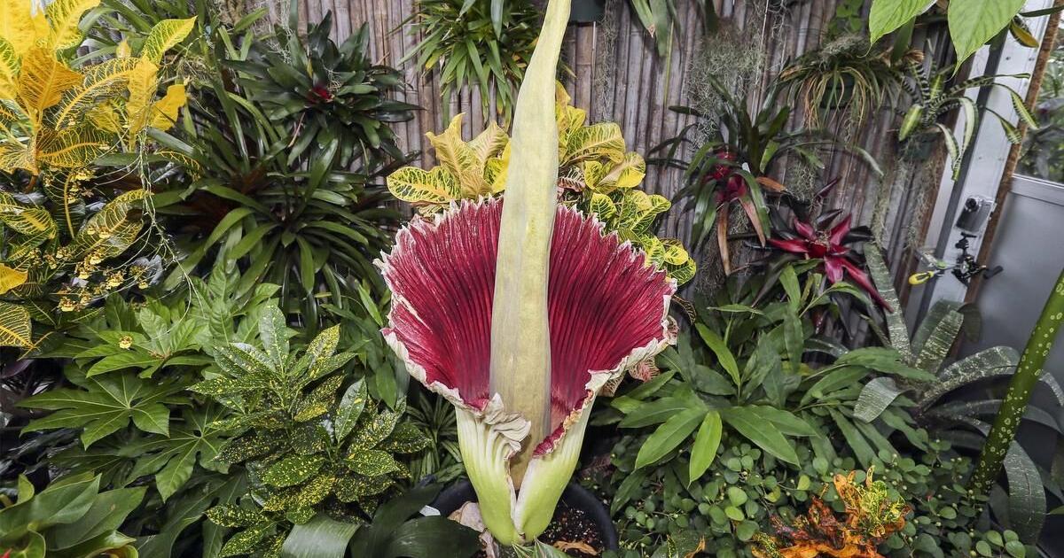 Toronto Zoo extends hours for rare blooming of pungent ‘Vincent Van ...
