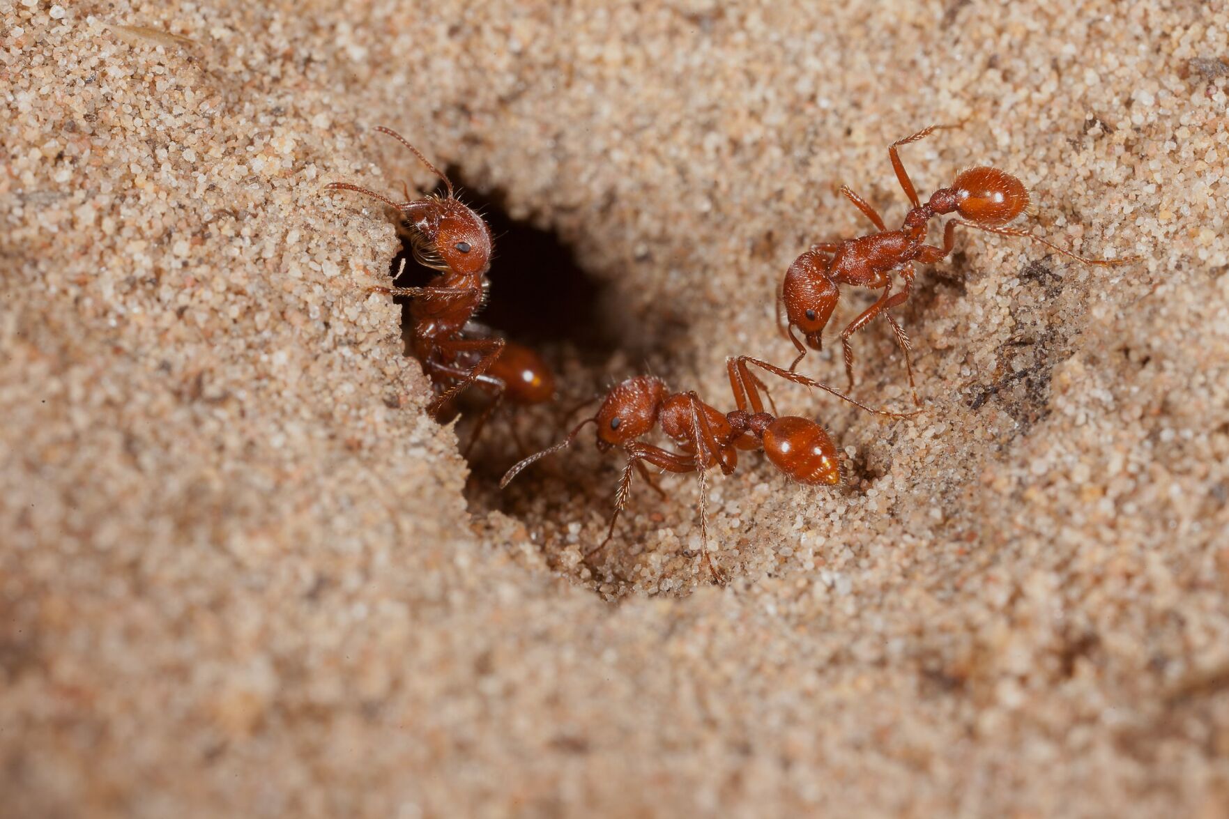 Invasive ants in Canada could soon spread due to climate change