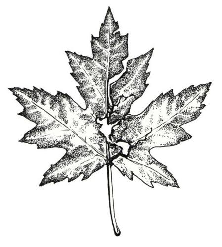 A tale of two Canadas