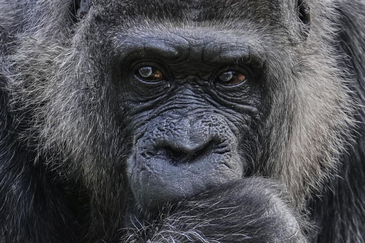 ripped silverback gorilla