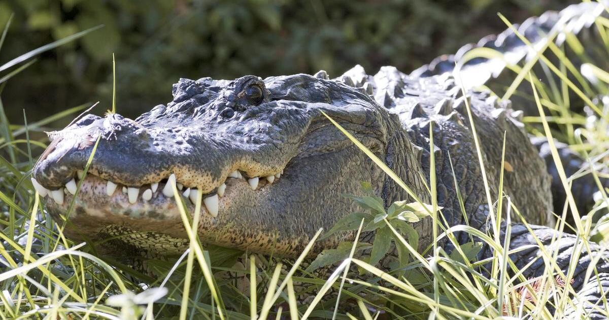Thanks to humans, alligator attacks are on the rise. Here’s how to ...