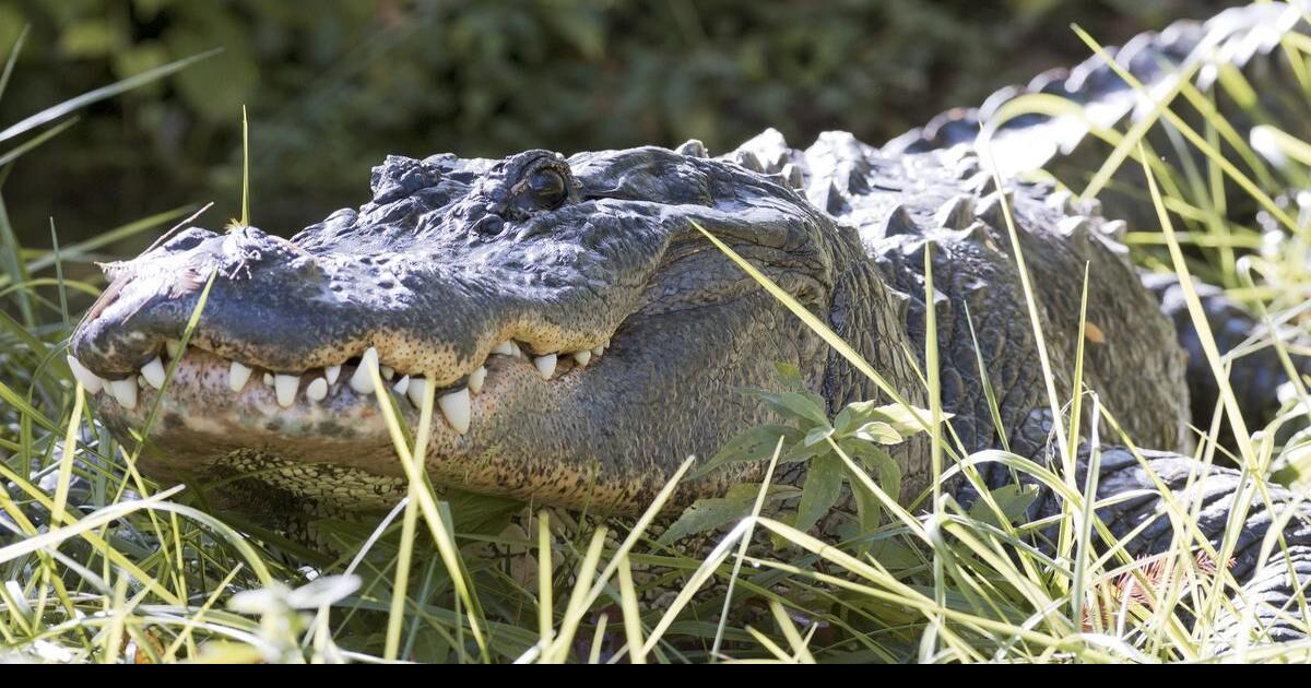 Thanks to humans, alligator attacks are on the rise. Here’s how to ...