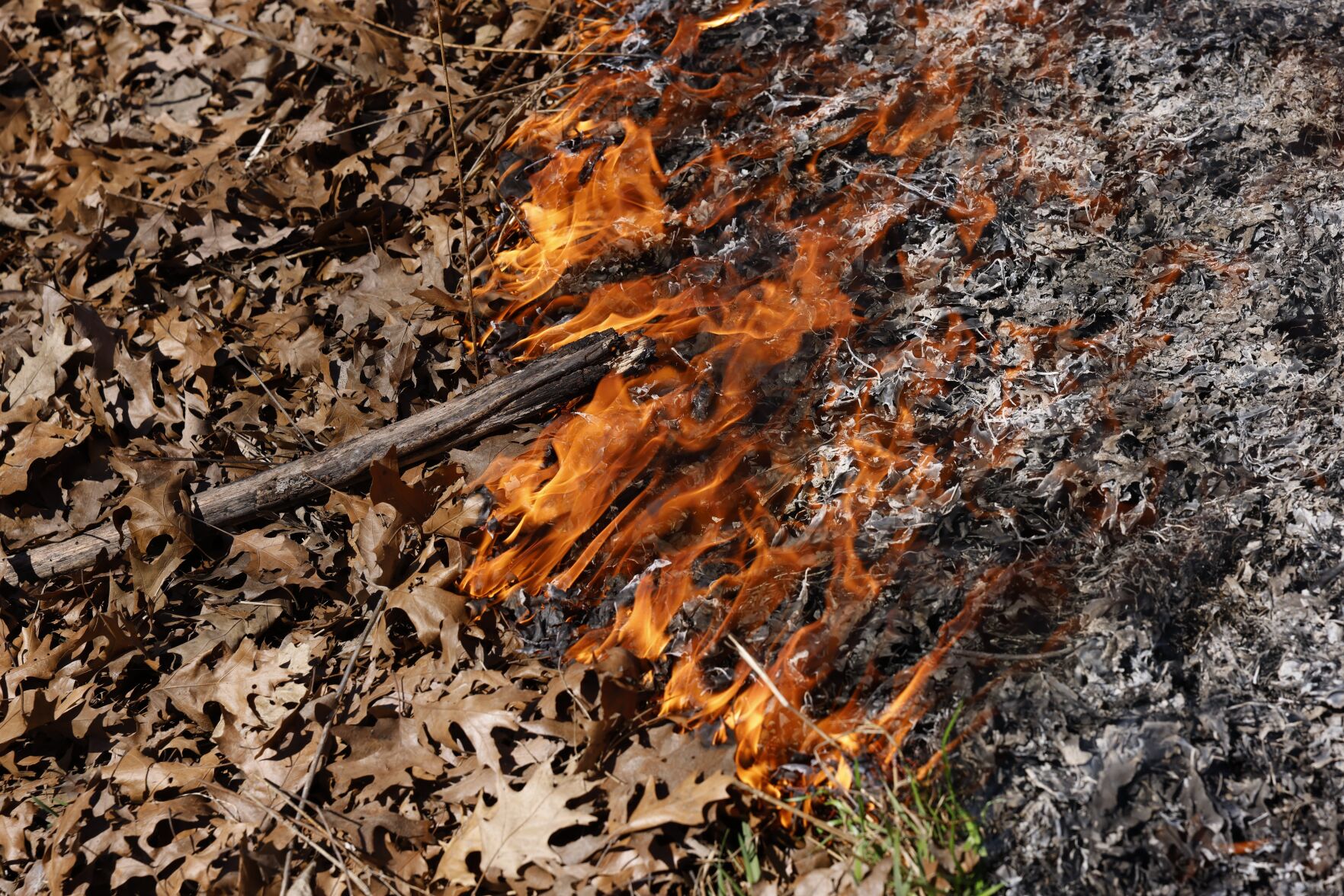 Smoke, fire and Indigenous knowledge help revitalize forests