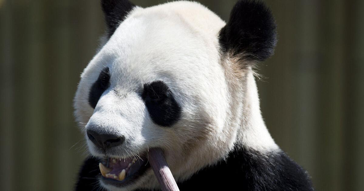 Da Mao, one of the Toronto Zoo’s giant pandas, makes his pick for ...