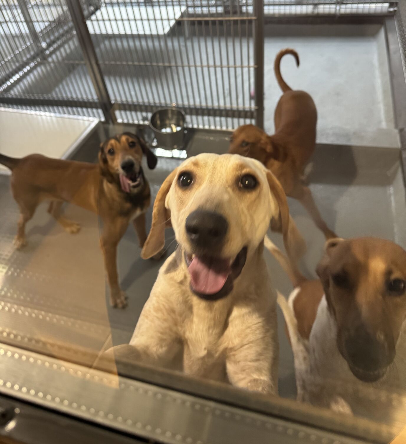 Dogs tested on for research by London hospital to be adopted
