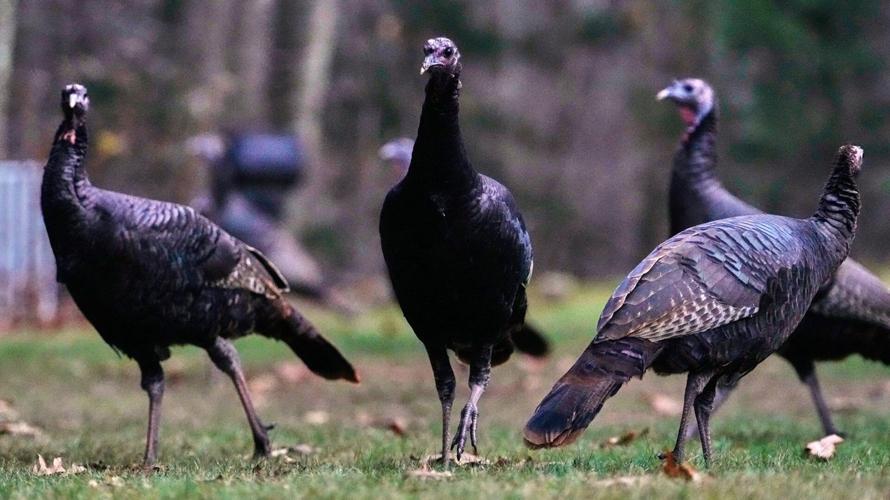 How trading wild turkeys for other animals became a conservation ...