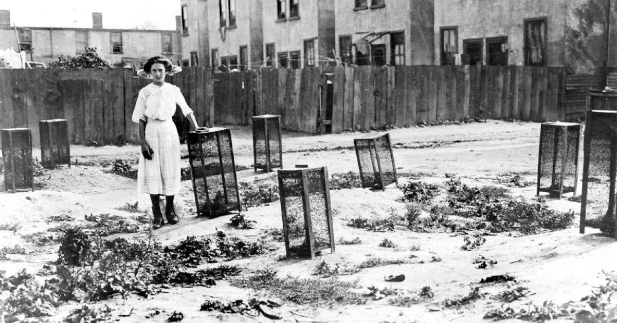 Beatrice White, the girl who killed half a million flies for Toronto