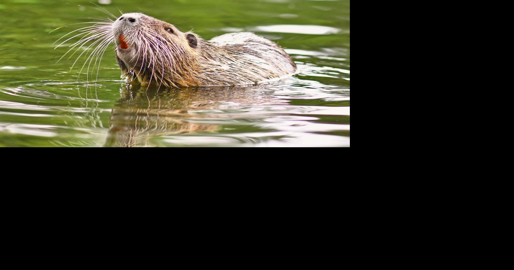 Nutria is on Ontario’s invasive species list. What to know