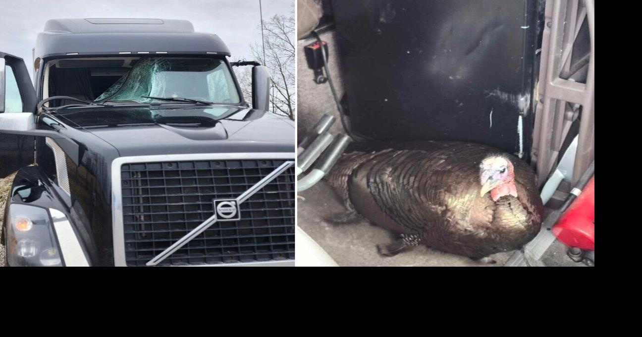 Wild turkey crashes through windshield on Ontario highway