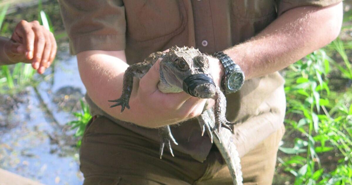 Alligator causing a stir in Lake Erie, but will it survive?