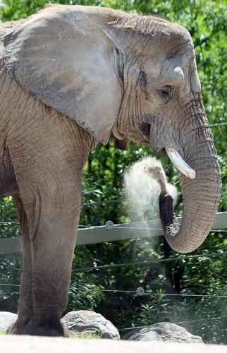 Tusk! Tusk! Toronto is on worst zoo list