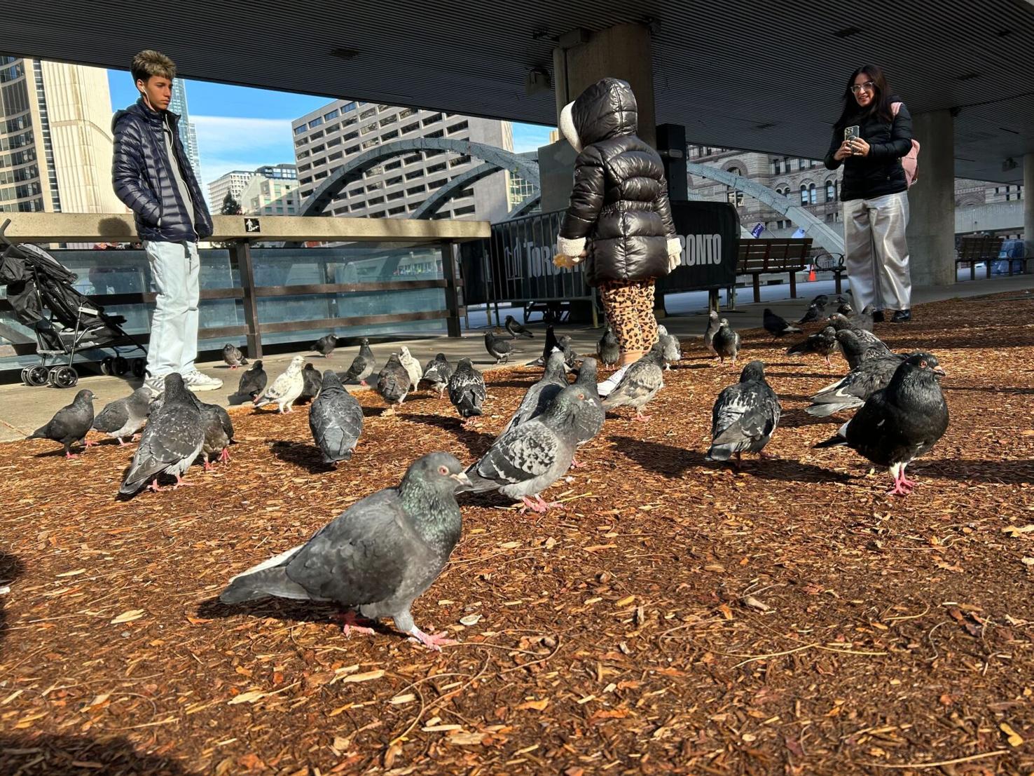 Toronto’s bird population control pilot set to take flight