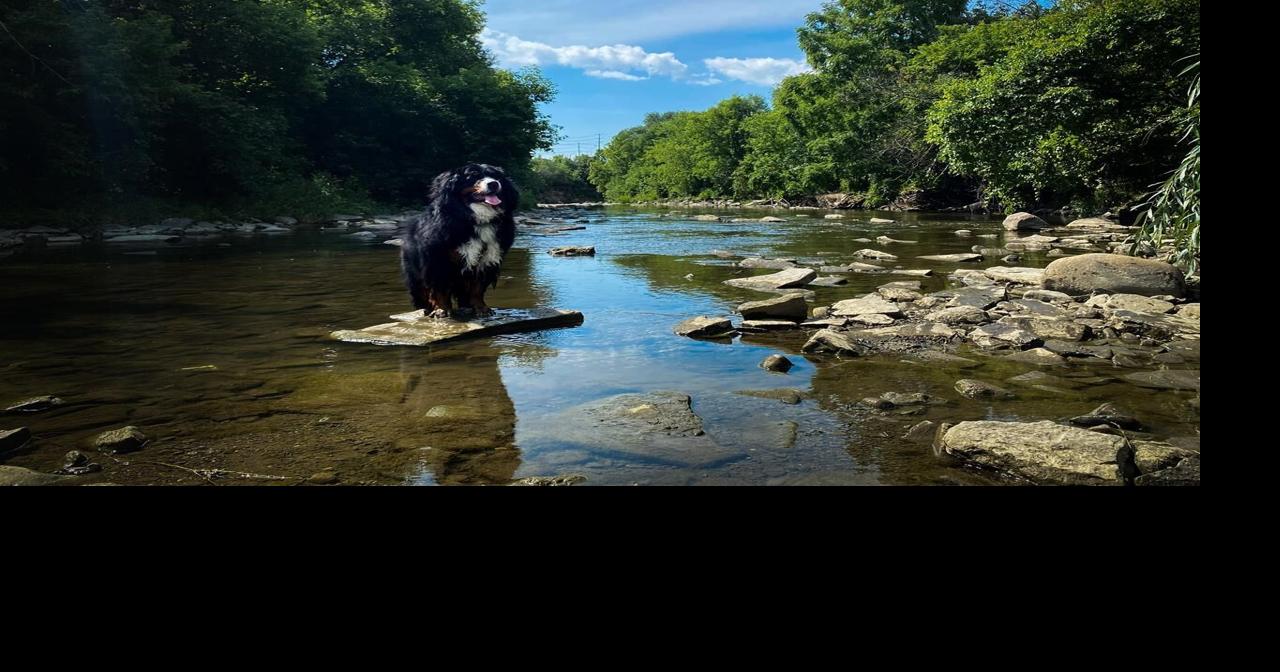 Pet Valu posts second-quarter net income of $25.3 million, boosts full ...