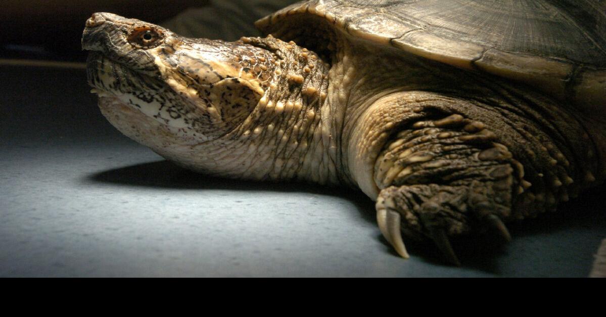 Ontario snapping turtle endangered yet hunted
