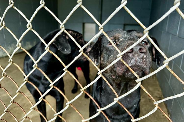 Animal advocates rush to save more than 200 dogs in Mississippi before ...