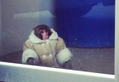 ikea monkey carl