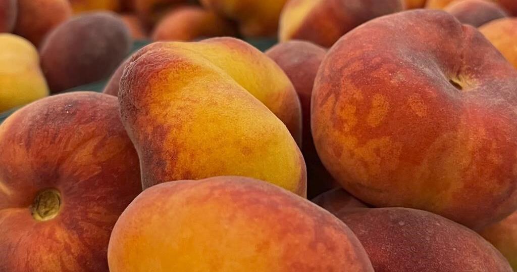 Dreaming of summer peaches? Some gardening tips for growing a peach ...
