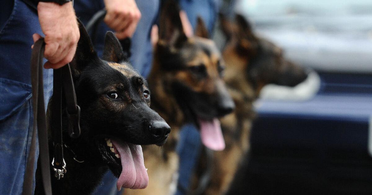Toronto police dog savages pet cat