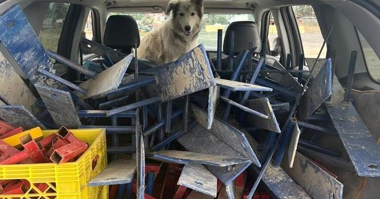 Yellowknife veterinarian helps pets flee fires, supports animals left ...