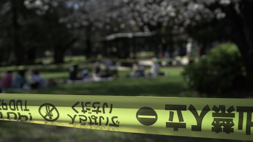 Collapse of Tokyo's aging cherry blossom trees during viewing season ...