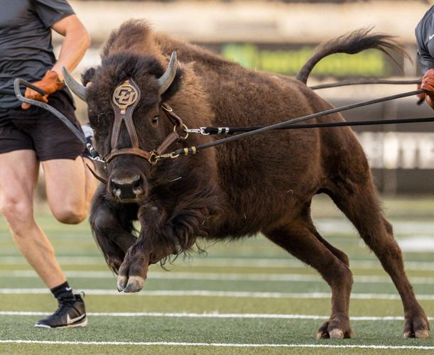 Colorado to debut new live buffalo mascot against Wyoming