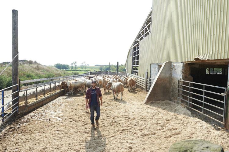 Checking in on the neighbourhood beef farmers: The New Farm