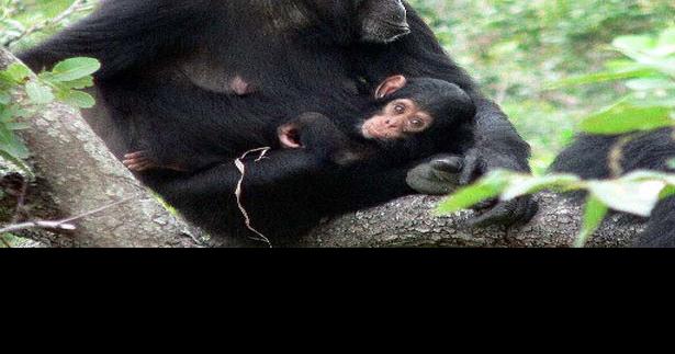 Scientists find 'missing link' between primate and human AIDS